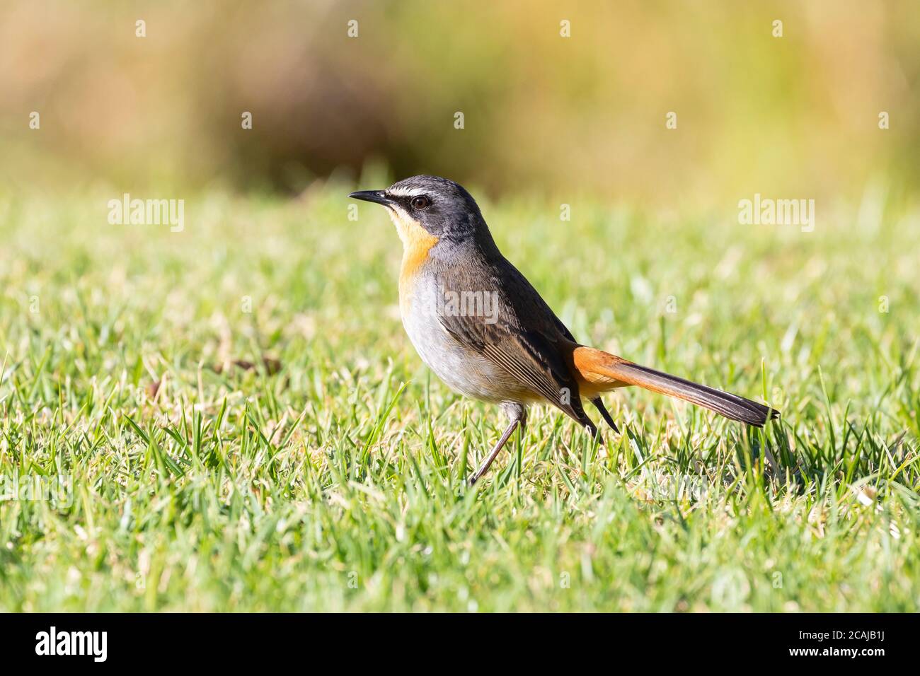 Cape Robin-chat, Cape Robin, (Cossypha caffra) on ground, Western Cape ...