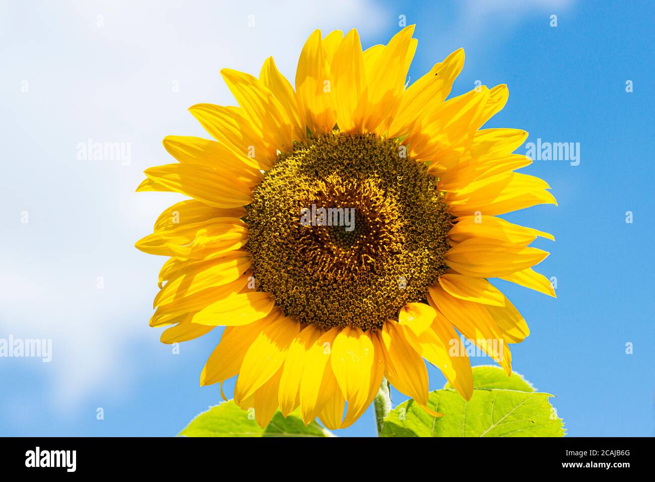 A giant single sunflower Ray of Sunshine (Helianthus annuus) against a ...