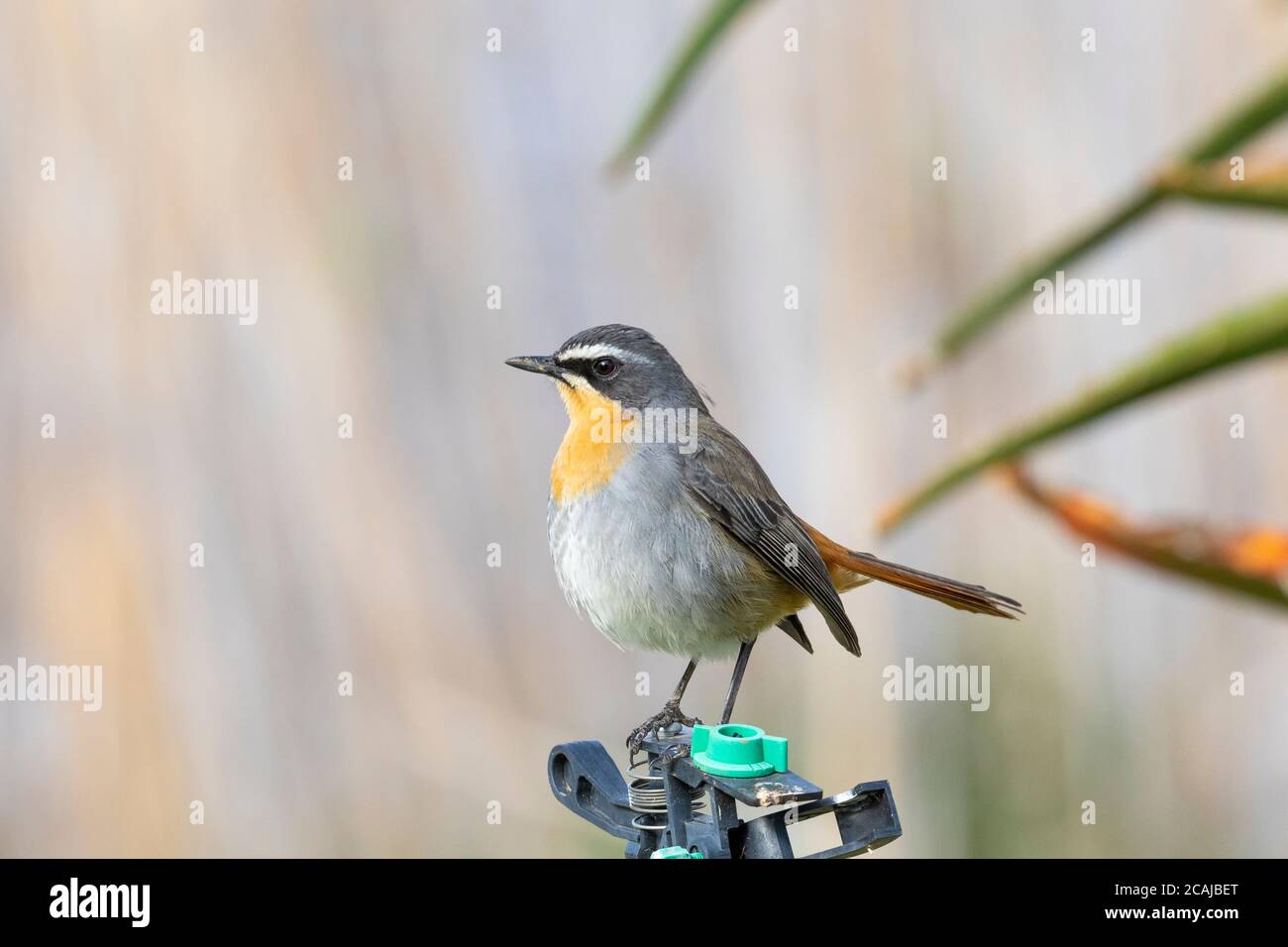 Male Cape Robin-chat, Cape Robin, (Cossypha caffra) on sprinkler ...