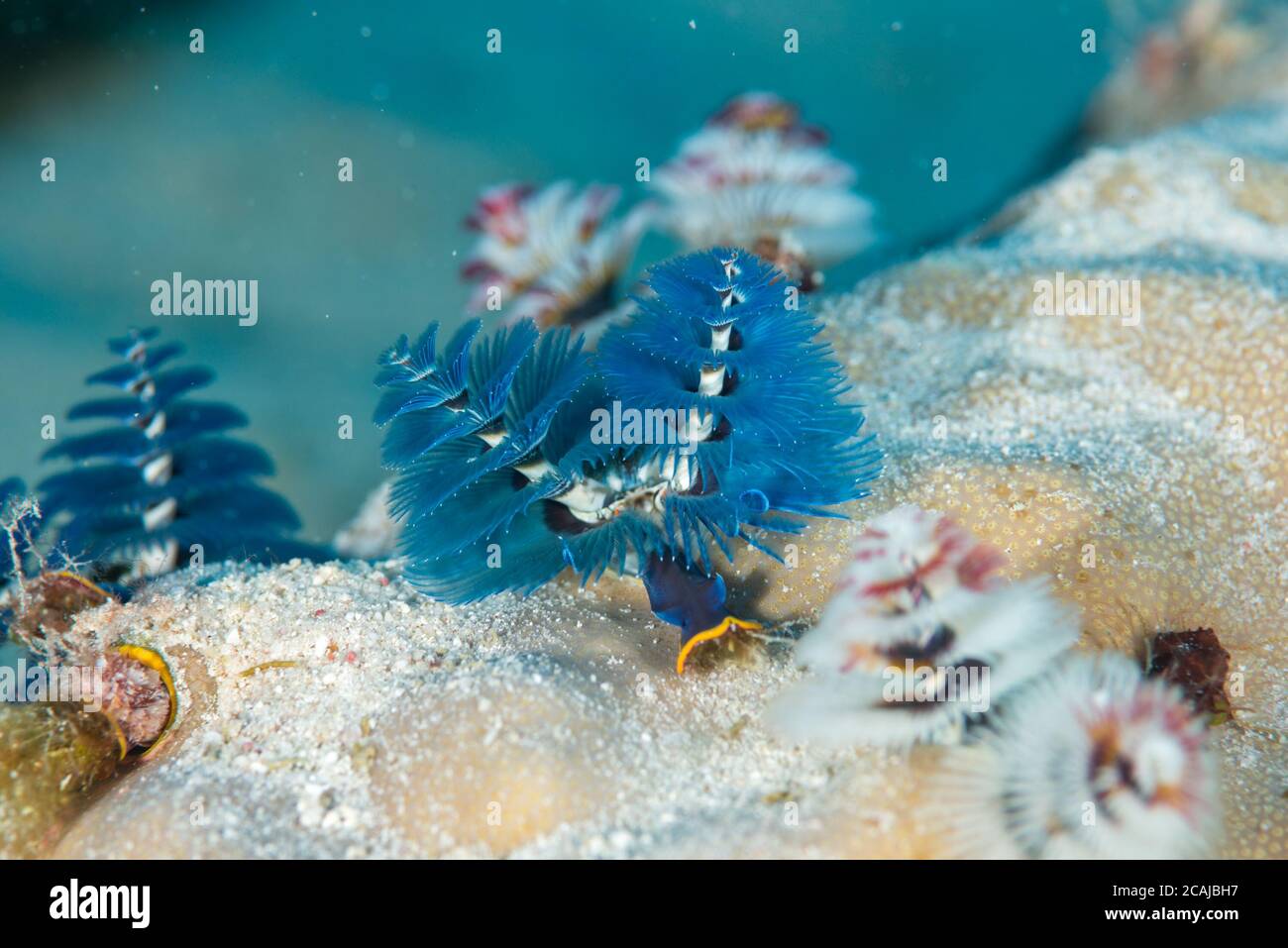 Polychaete worm aquarium hi-res stock photography and images - Alamy