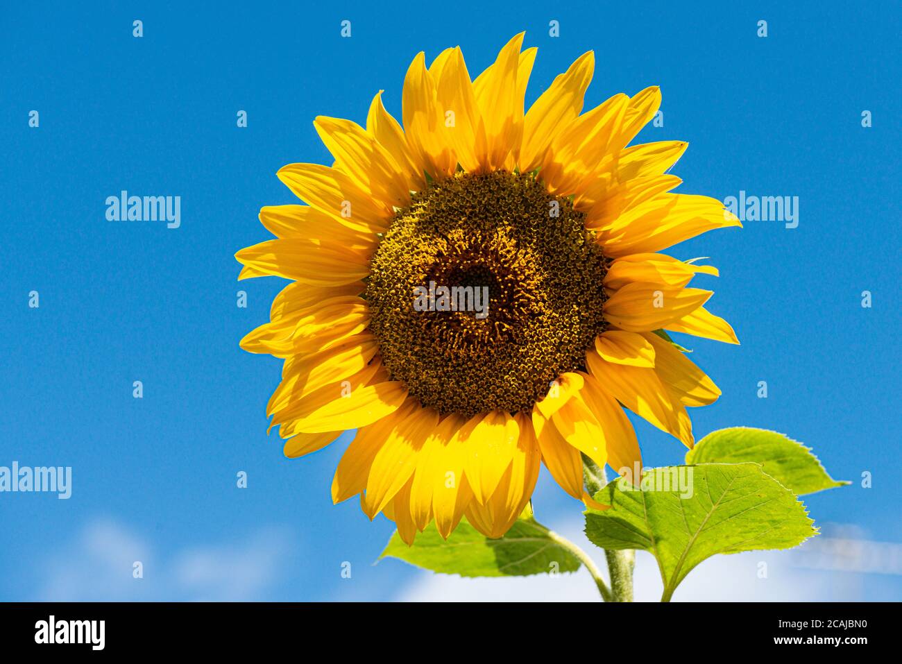 Sun blue giant star hi-res stock photography and images - Alamy