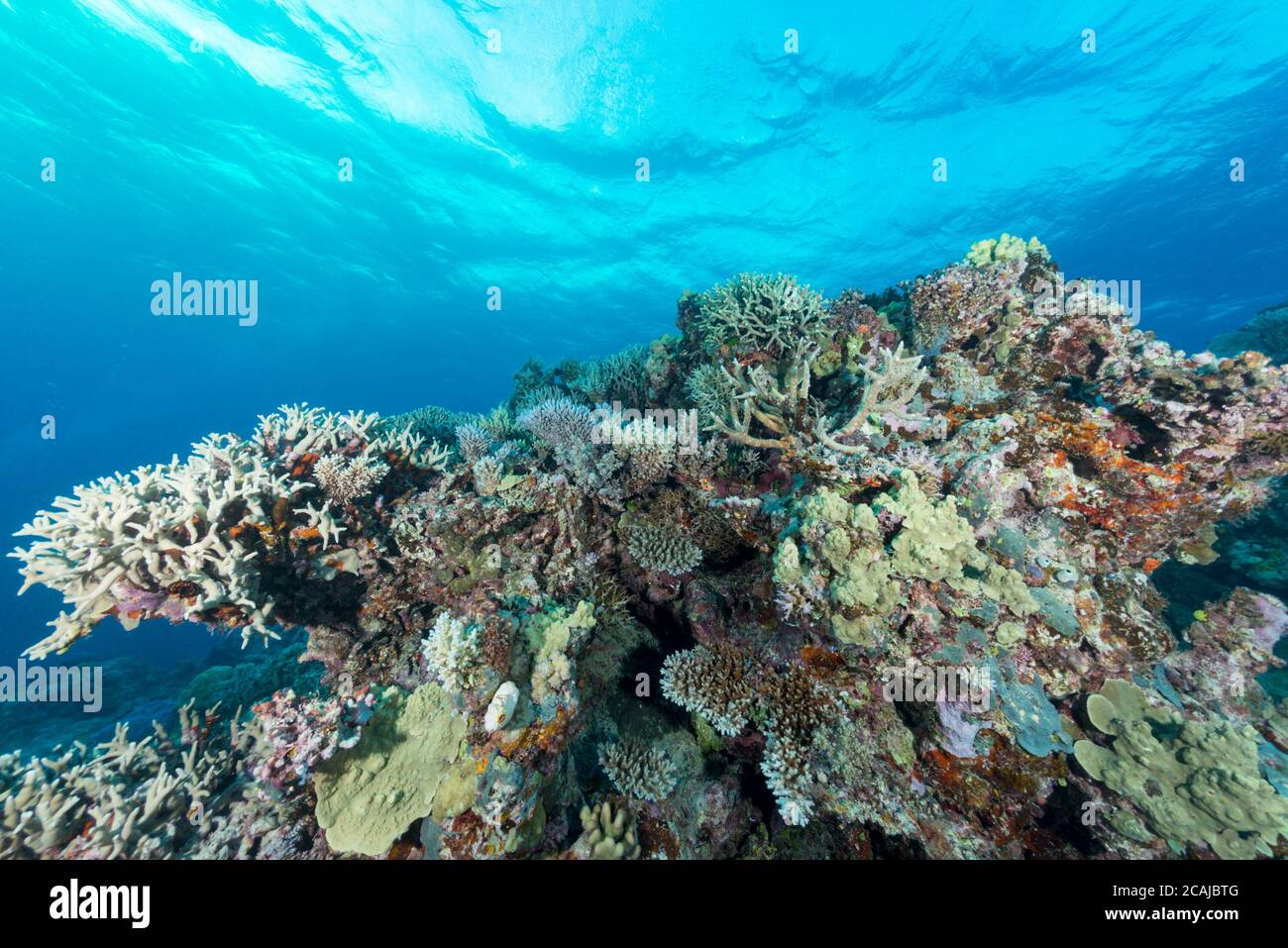 Closeup shot of beautiful corals located in the clear blue water Stock ...