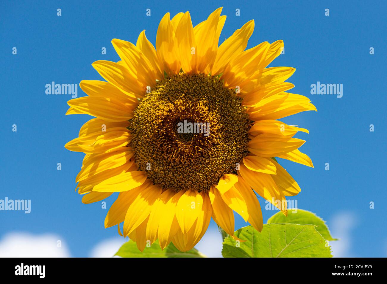 A giant single sunflower Ray of Sunshine (Helianthus annuus) against a ...