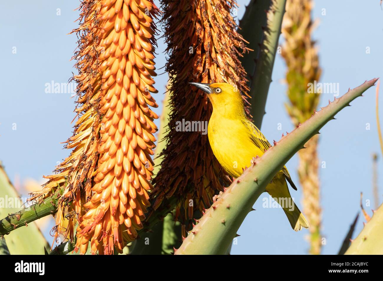 Male Cape Weaver (Ploceus capensis) perched on a Bitter Aloe (Aloe ...