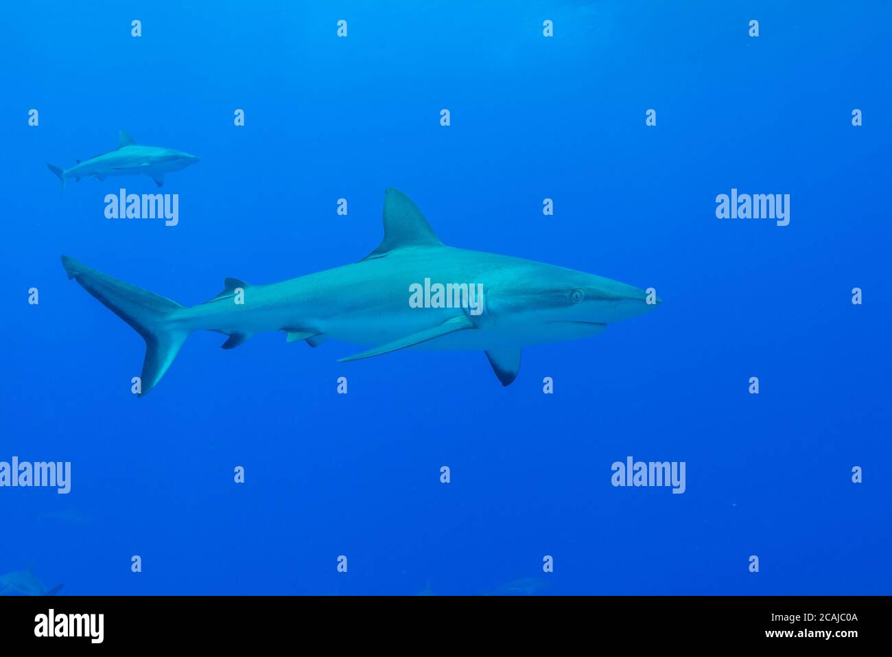 Closeup shot of reef sharks swimming underwater Stock Photo - Alamy