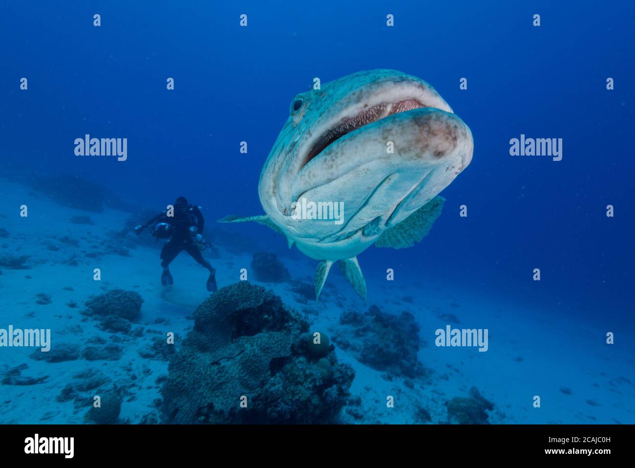Large grouper swimming with a person wearing a scuba suit under water ...
