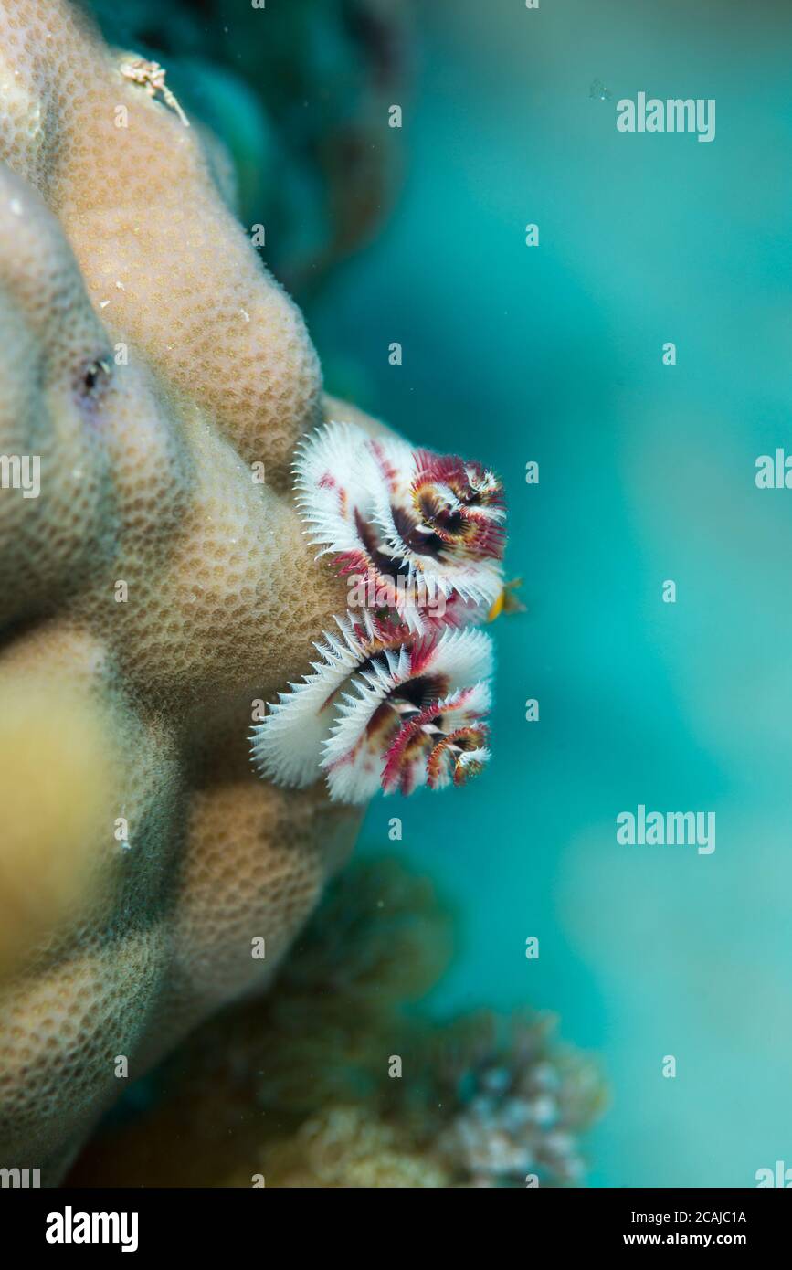 Polychaete worm aquarium hi-res stock photography and images - Alamy