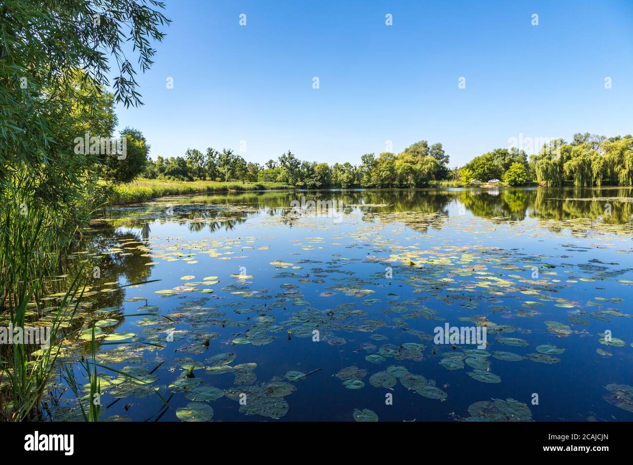 Calm pond and water plants in a beautiful summer day Stock Photo - Alamy