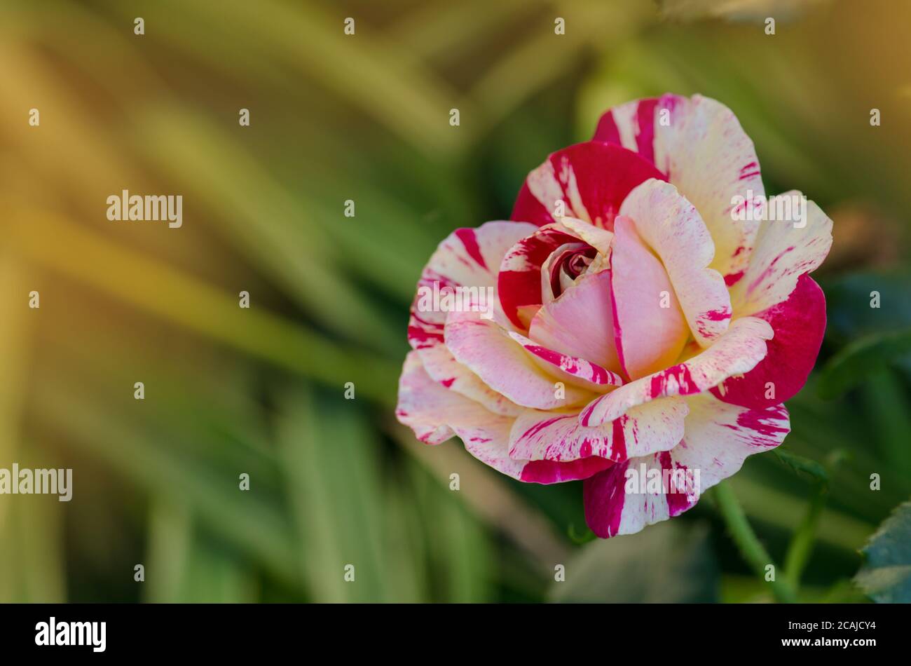 Striped yellow and red flower of rose. Striped hybrid tea rose. Striped ...