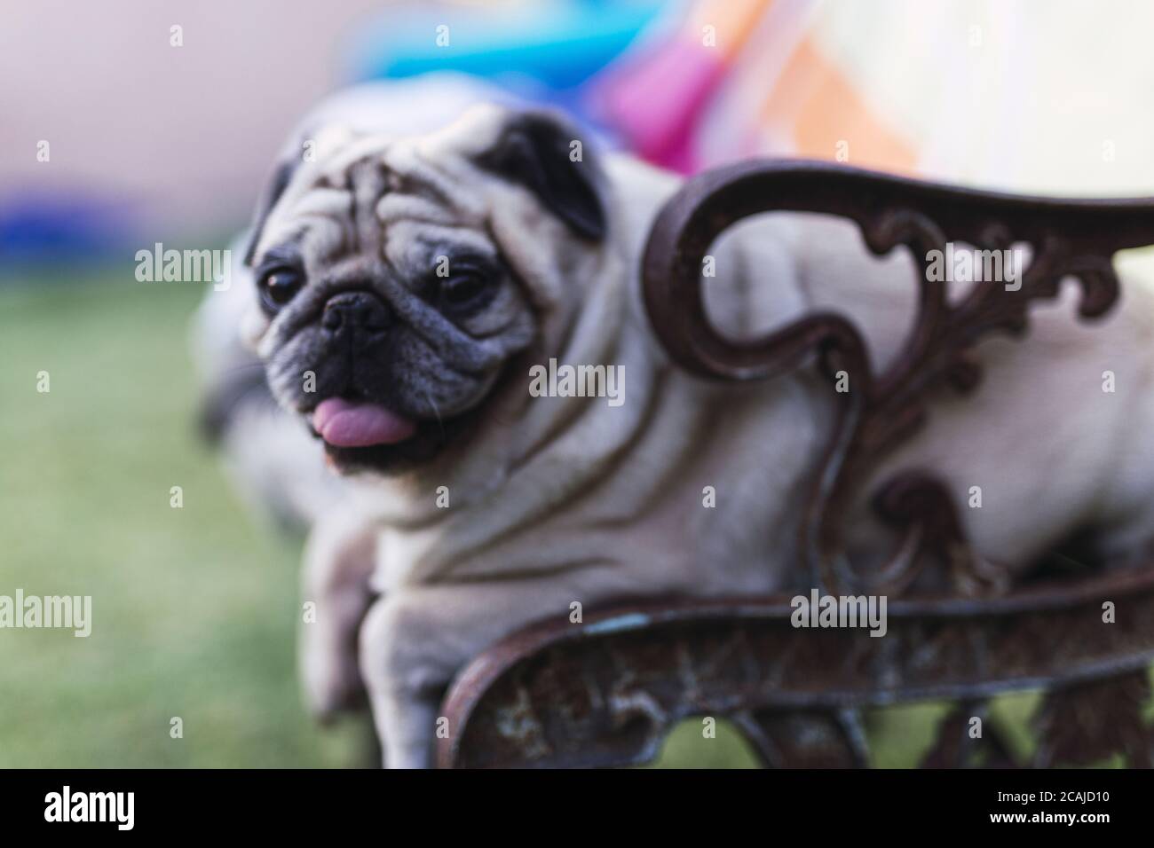 Closeup shot of a cute pug in the park at daytime Stock Photo - Alamy