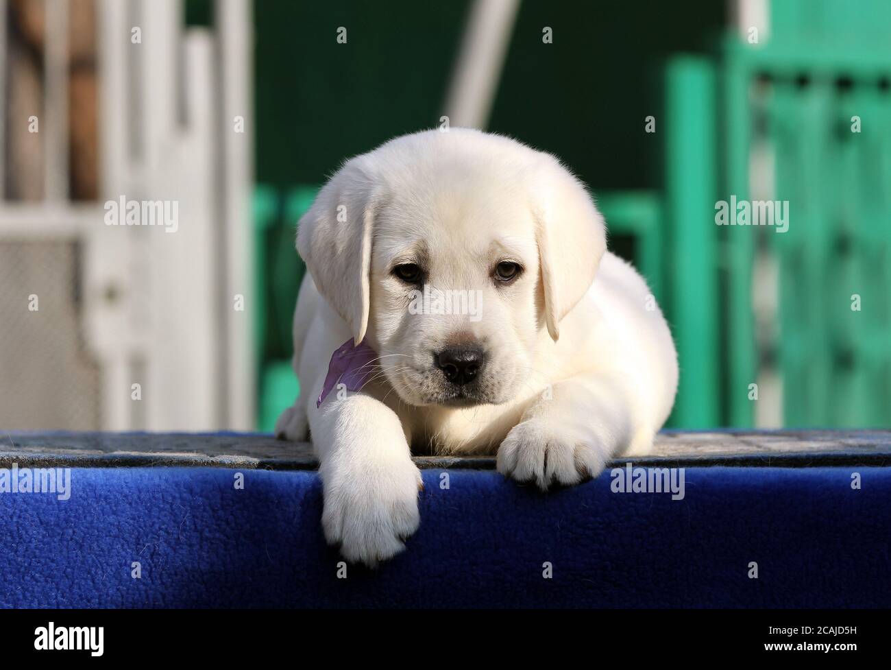 the little labrador puppy on a blue background Stock Photo - Alamy