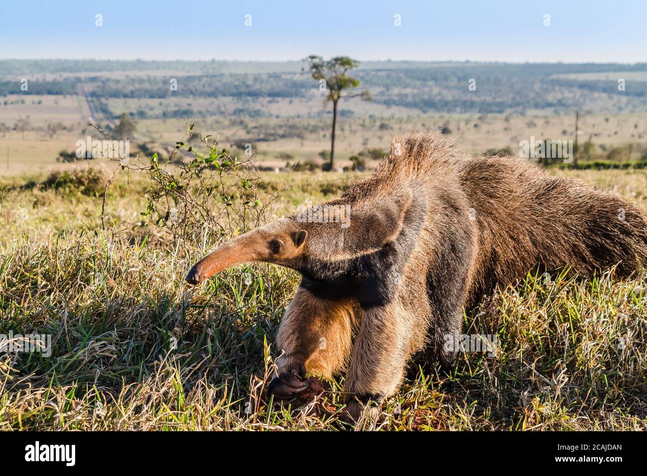 Giant anteater tail hi-res stock photography and images - Alamy