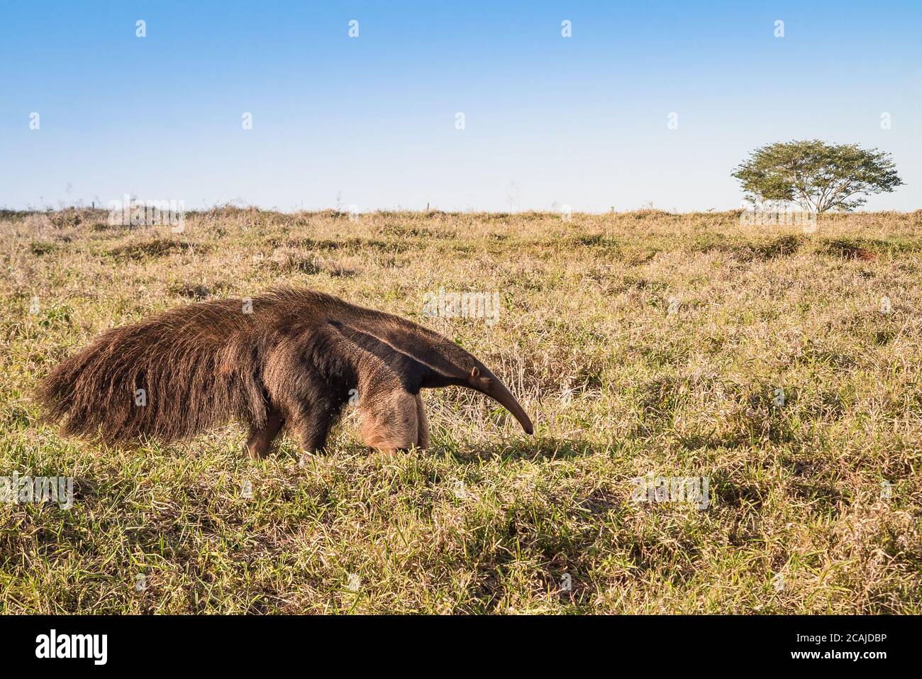 Giant anteater tail hi-res stock photography and images - Alamy