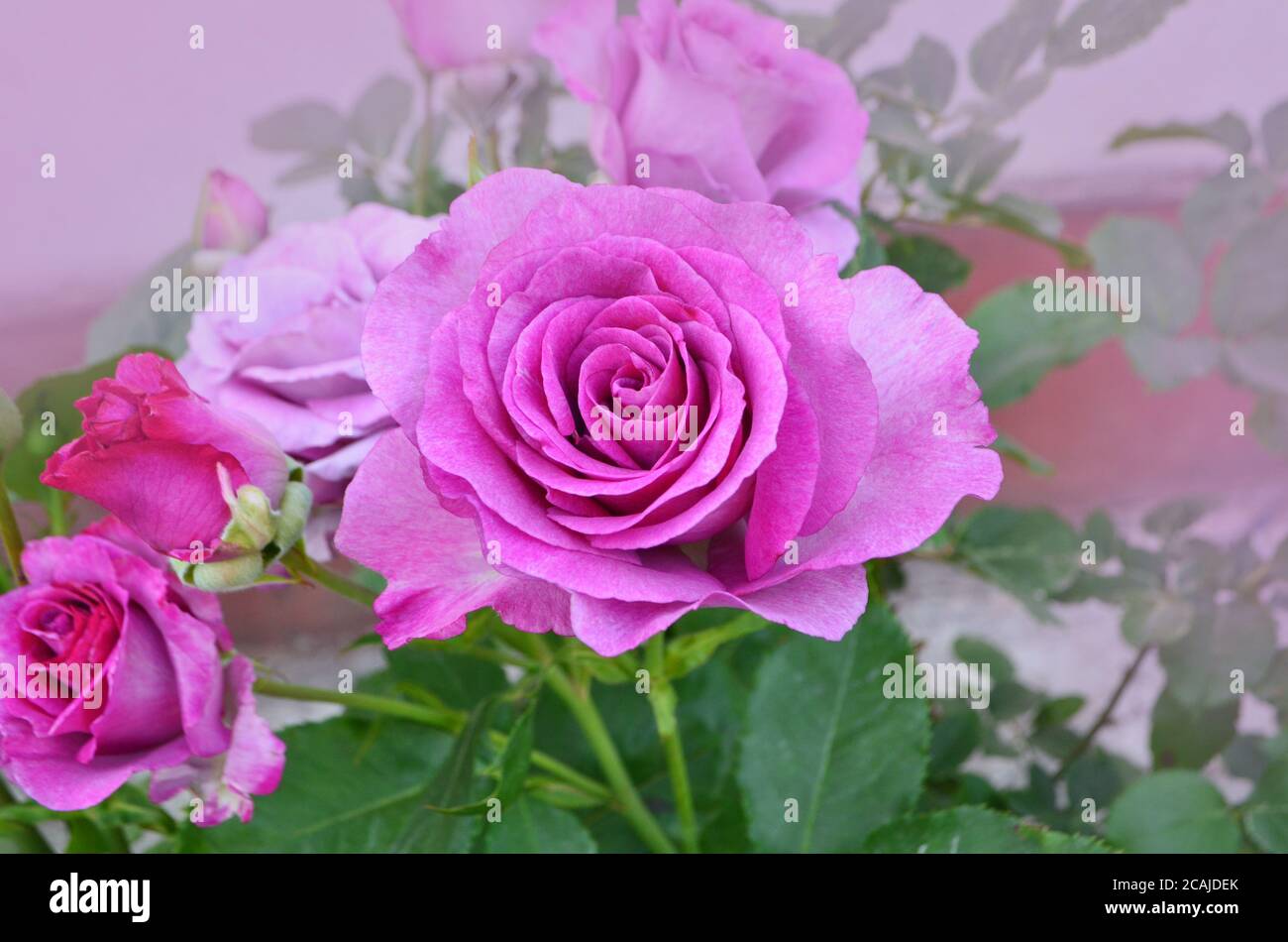 Purple lavender roses flowers in garden. Lady Perfume rose blooming ...