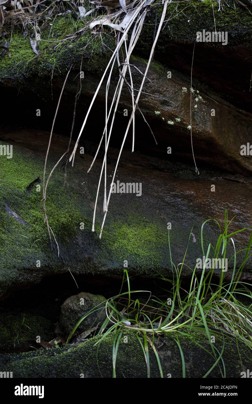 Vertical shot of grass and green fungi growing on wet rocks Stock Photo ...