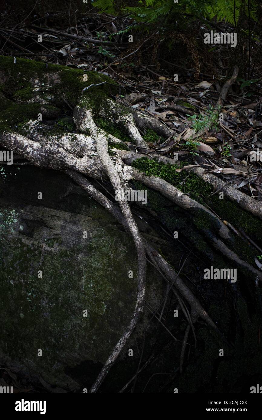 Fungi Growing On Tree Roots High Resolution Stock Photography and ...