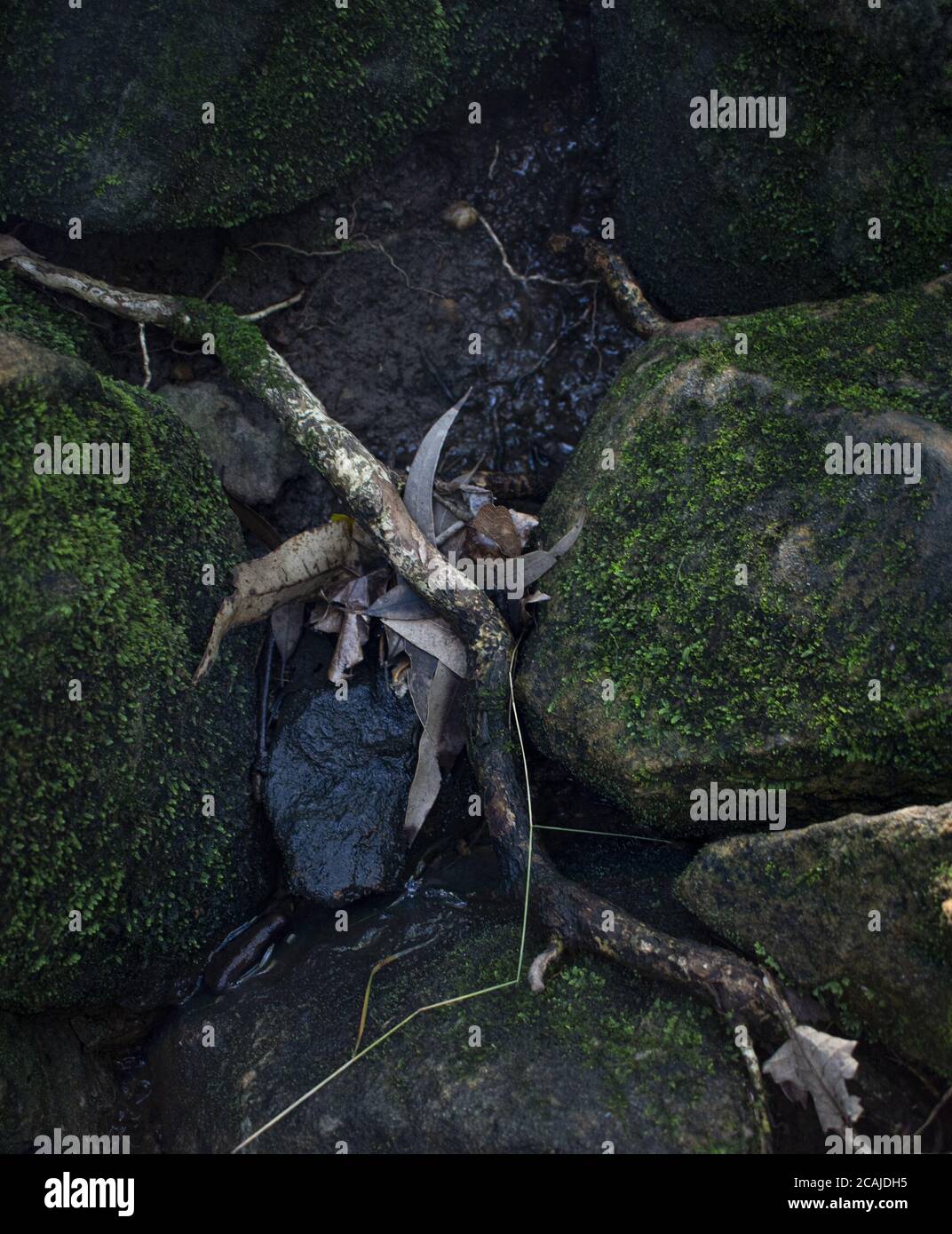 Fungi Growing On Tree Roots High Resolution Stock Photography and ...