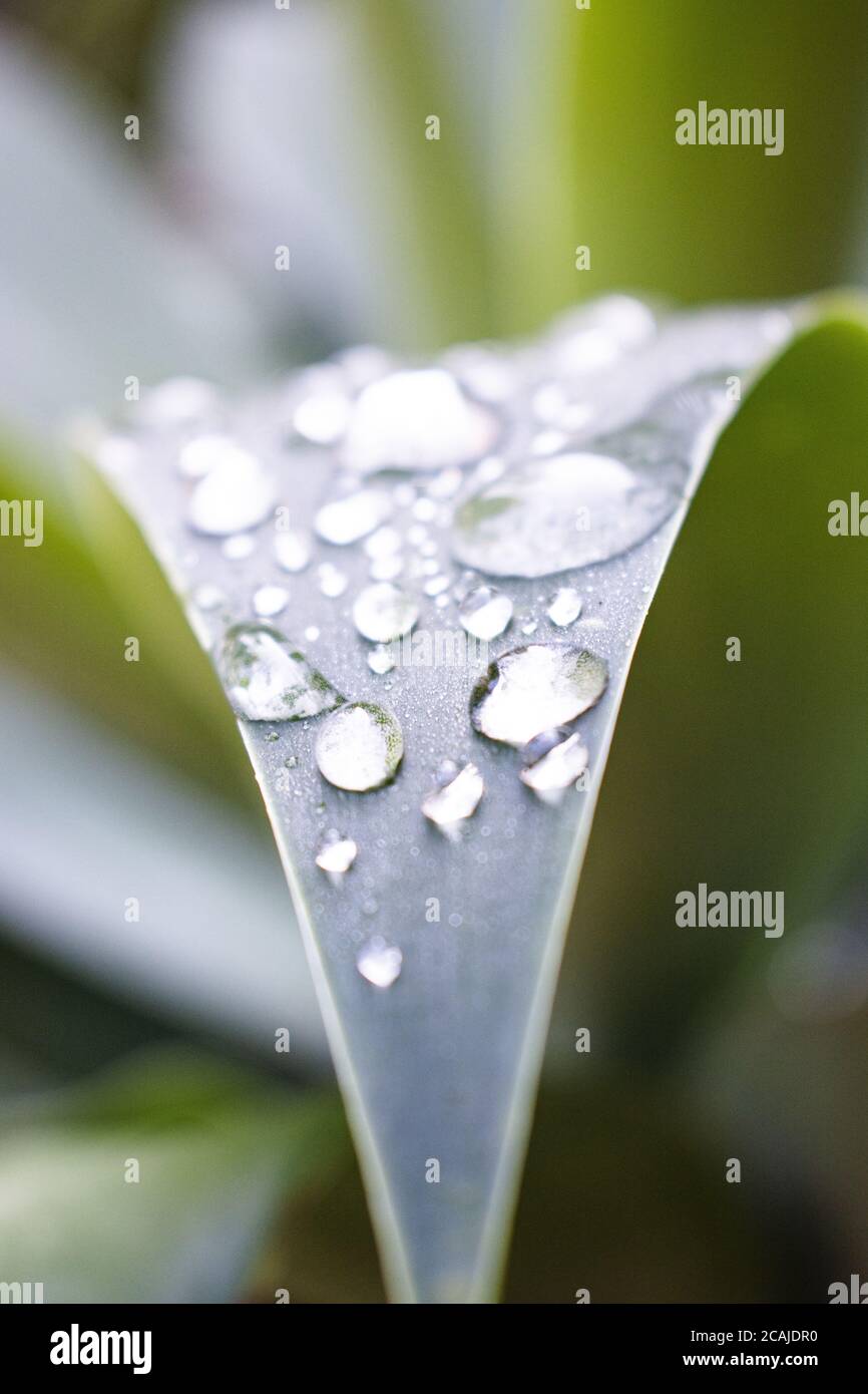 Vertical shot of raindrops on a plant's leaf Stock Photo - Alamy