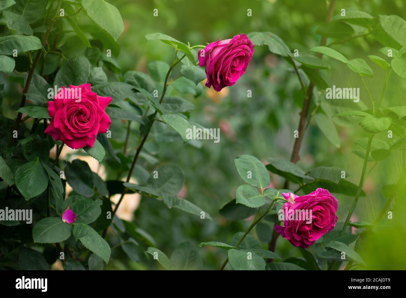 Beautiful purple rose. Big Purple roses in the garden Stock Photo - Alamy
