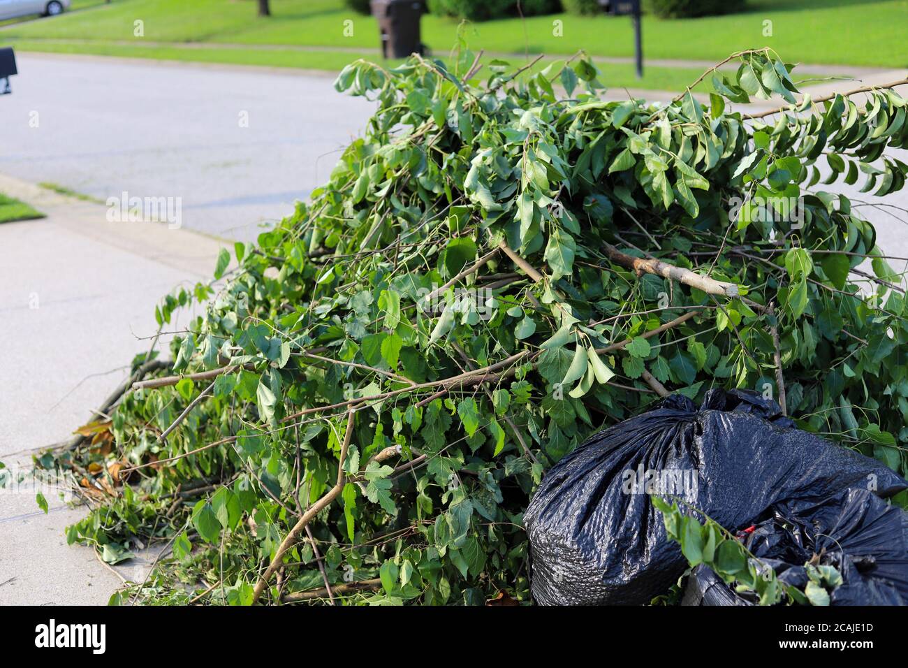 Tree branch trimmer hi-res stock photography and images - Alamy