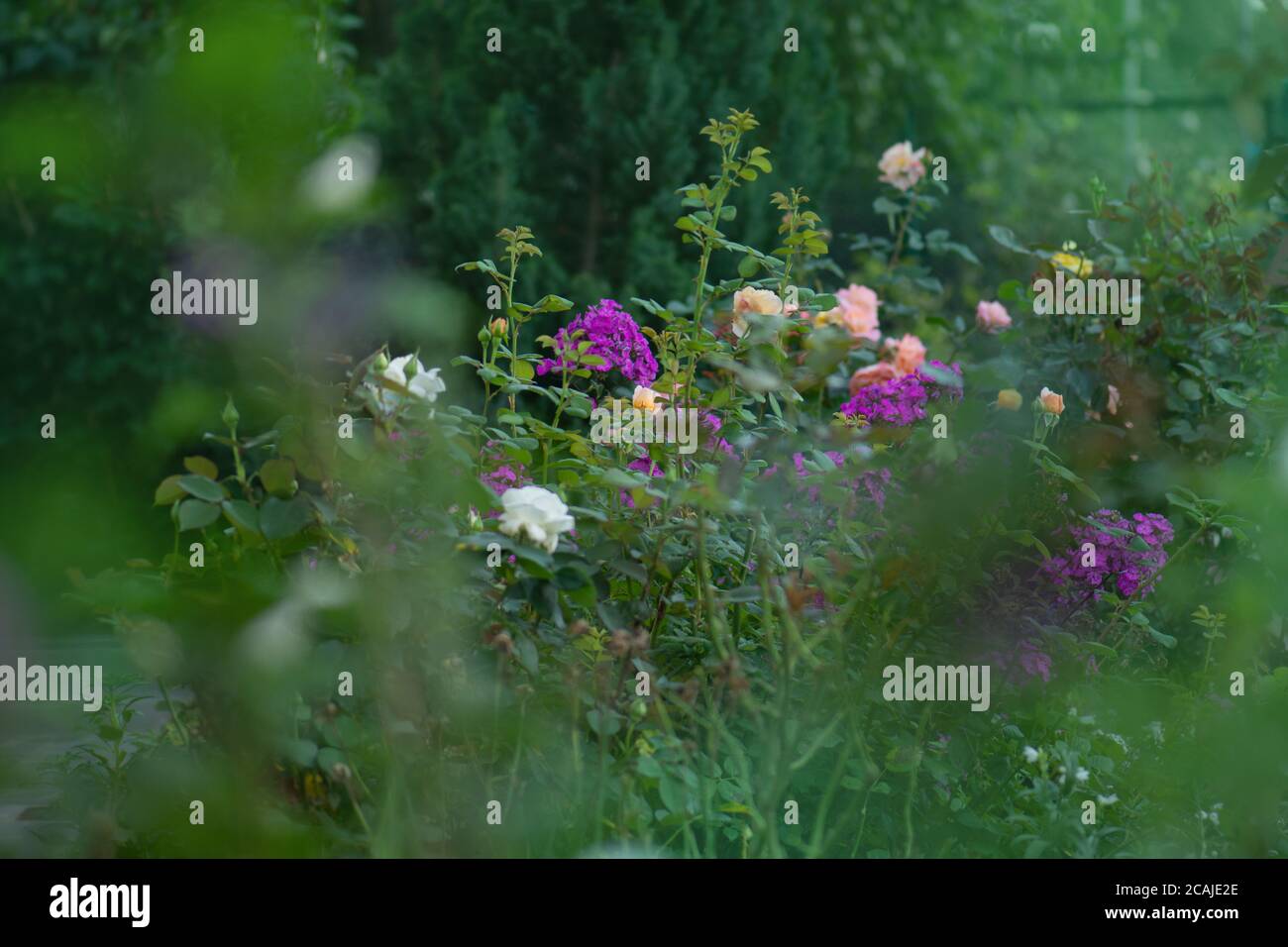 Beauty roses flowers. Mix color roses in the garden Stock Photo - Alamy