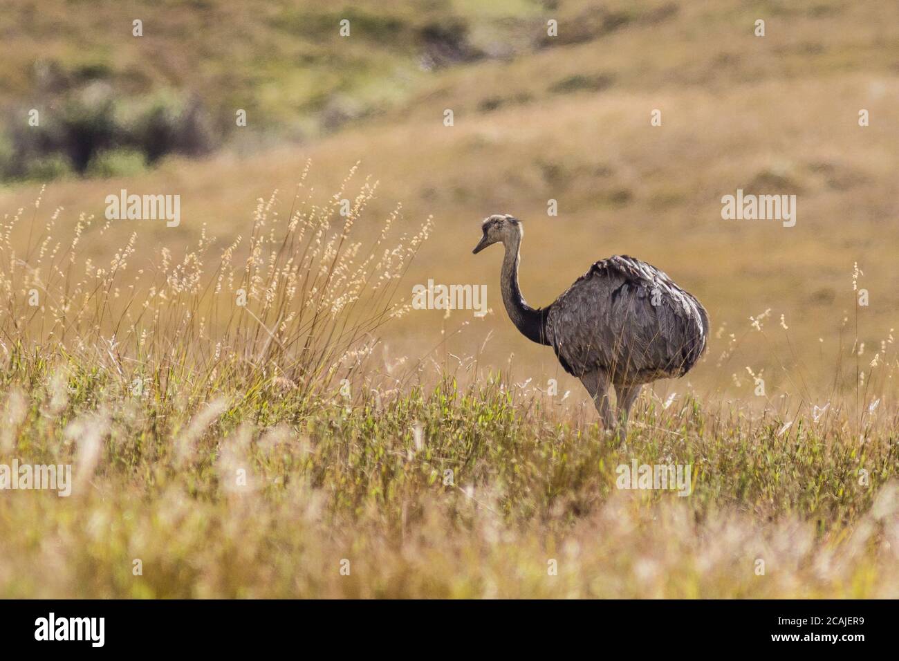 Greater Rhea (Rhea americana) - A Great bird of the brazilian Cerrado ...
