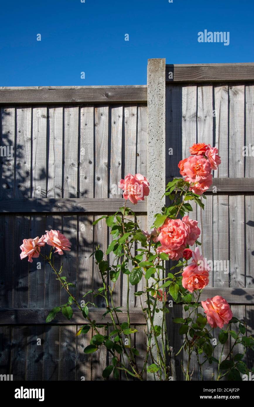 Rose Felicia, a shrub rose noted for its long flowering season, England ...