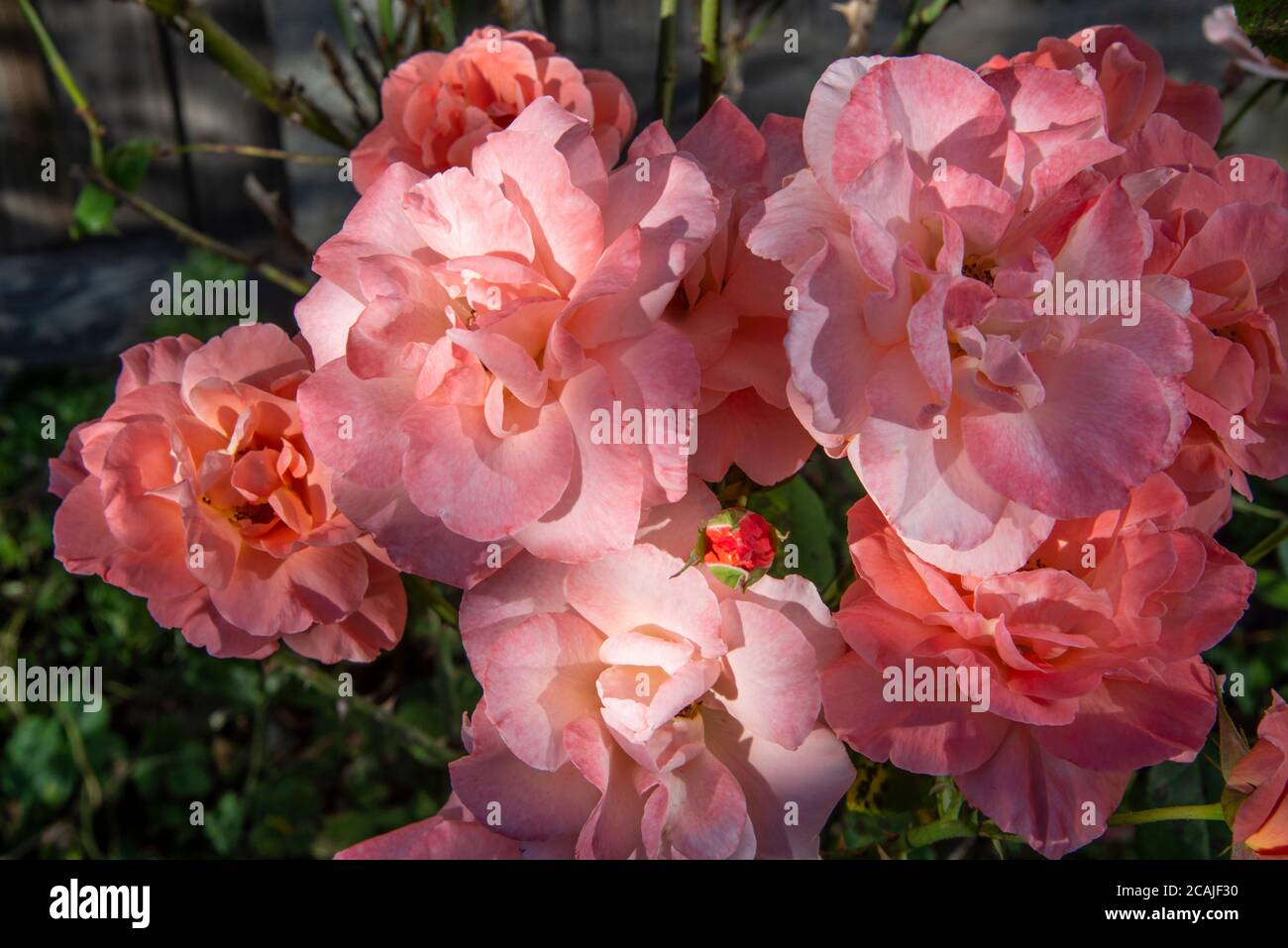Rose Felicia, a shrub rose noted for its long flowering season, England ...