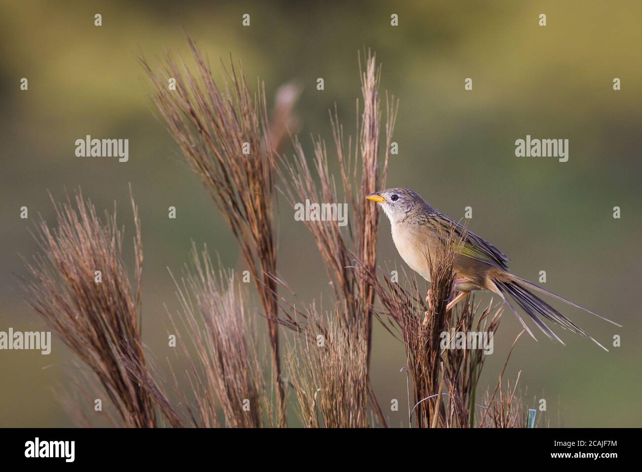 Wedge-tailed Grass-Finch (Emberizoides herbicola Stock Photo - Alamy