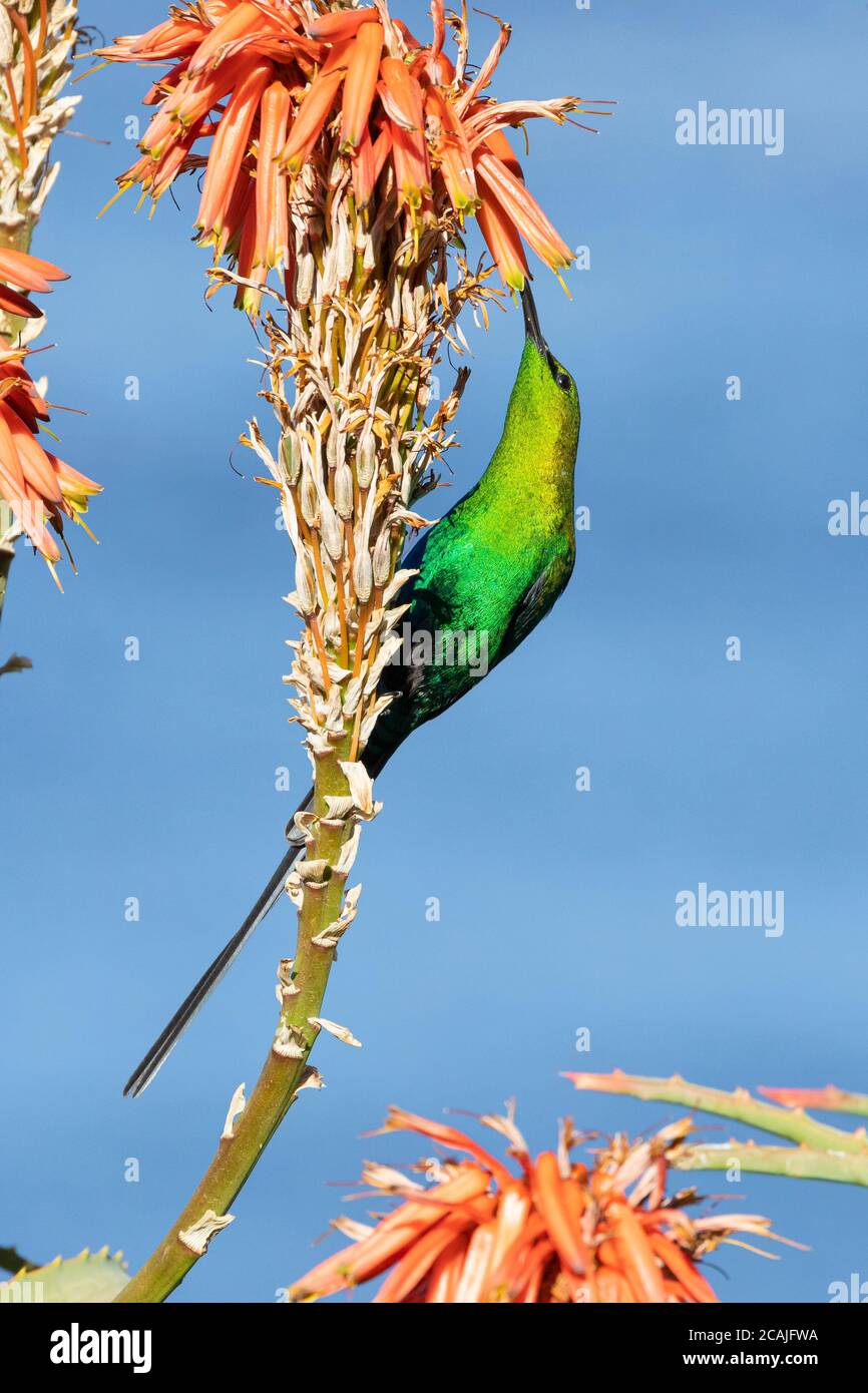 Sunbird feeding hi-res stock photography and images - Alamy