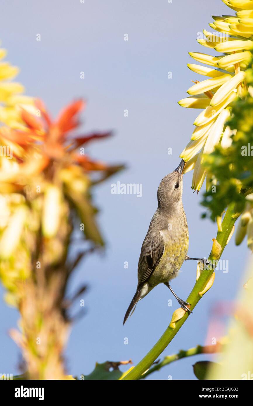 Green tailed sunbird hi-res stock photography and images - Alamy
