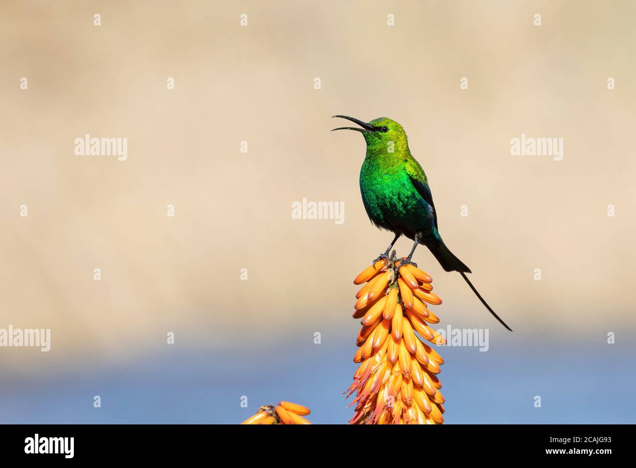 Green tailed sunbird hi-res stock photography and images - Alamy