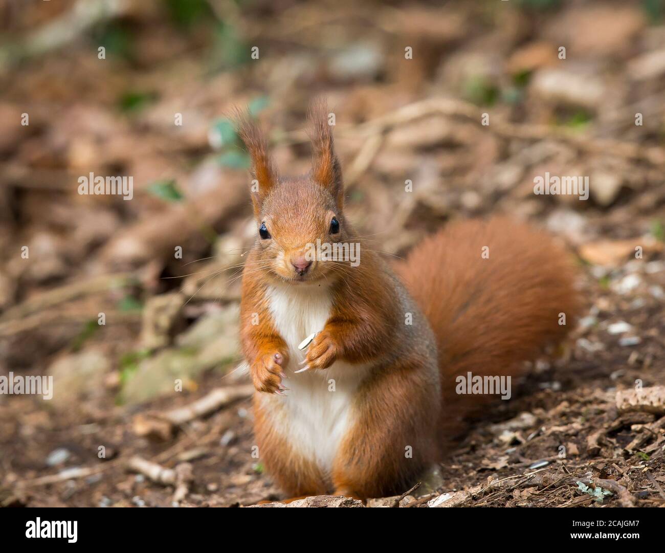 Close, front view of cute UK red squirrel (Sciurus vulgaris) sitting ...