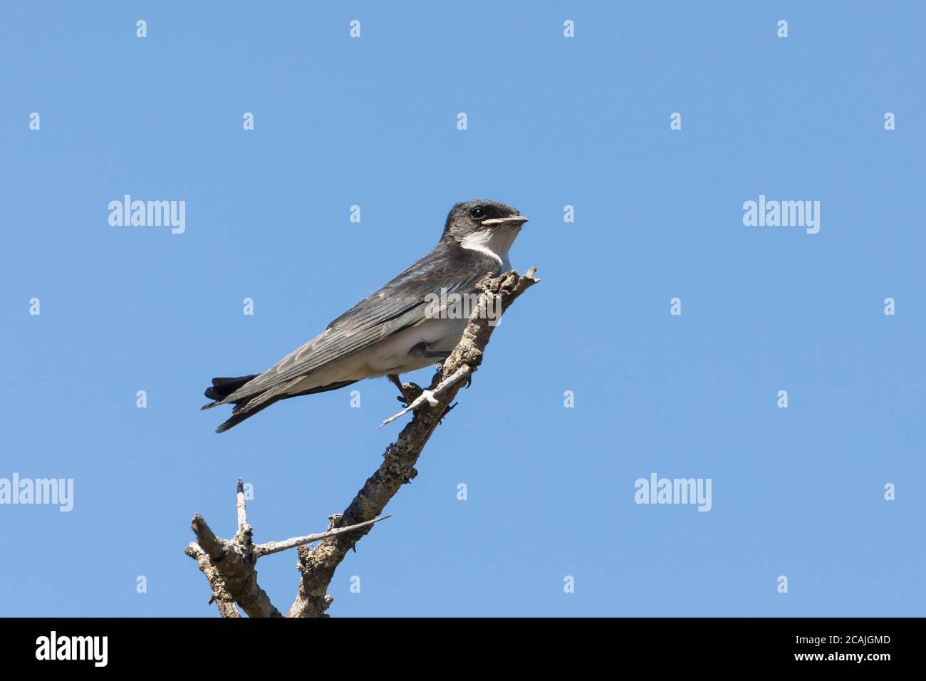 Pearl-breasted Swallow (Hirundo dimidiata dimidiata) perched on dead ...