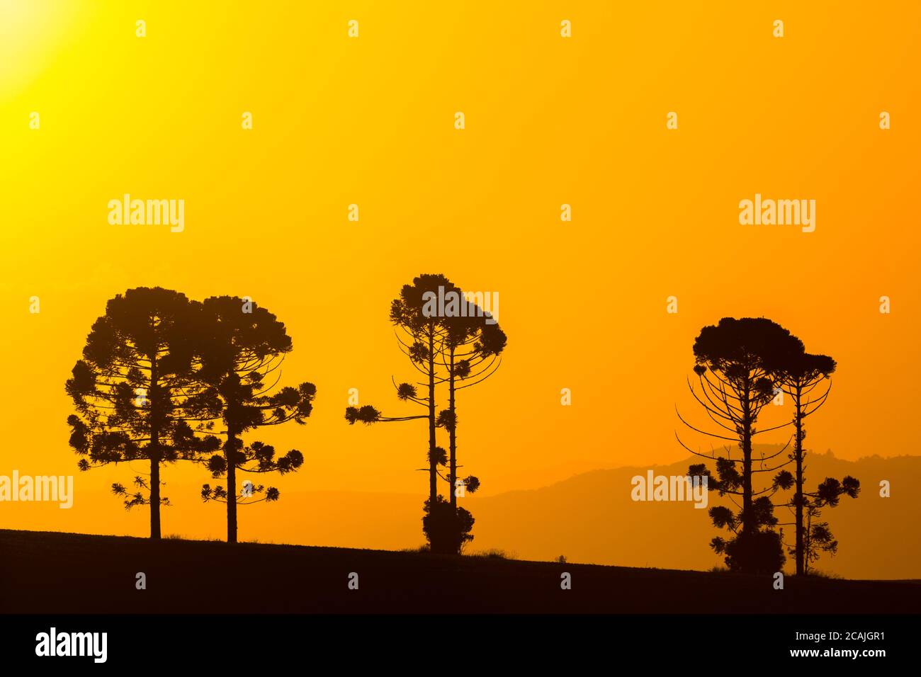Silhouette of Araucarias at sunset, a genus of evergreen coniferous ...