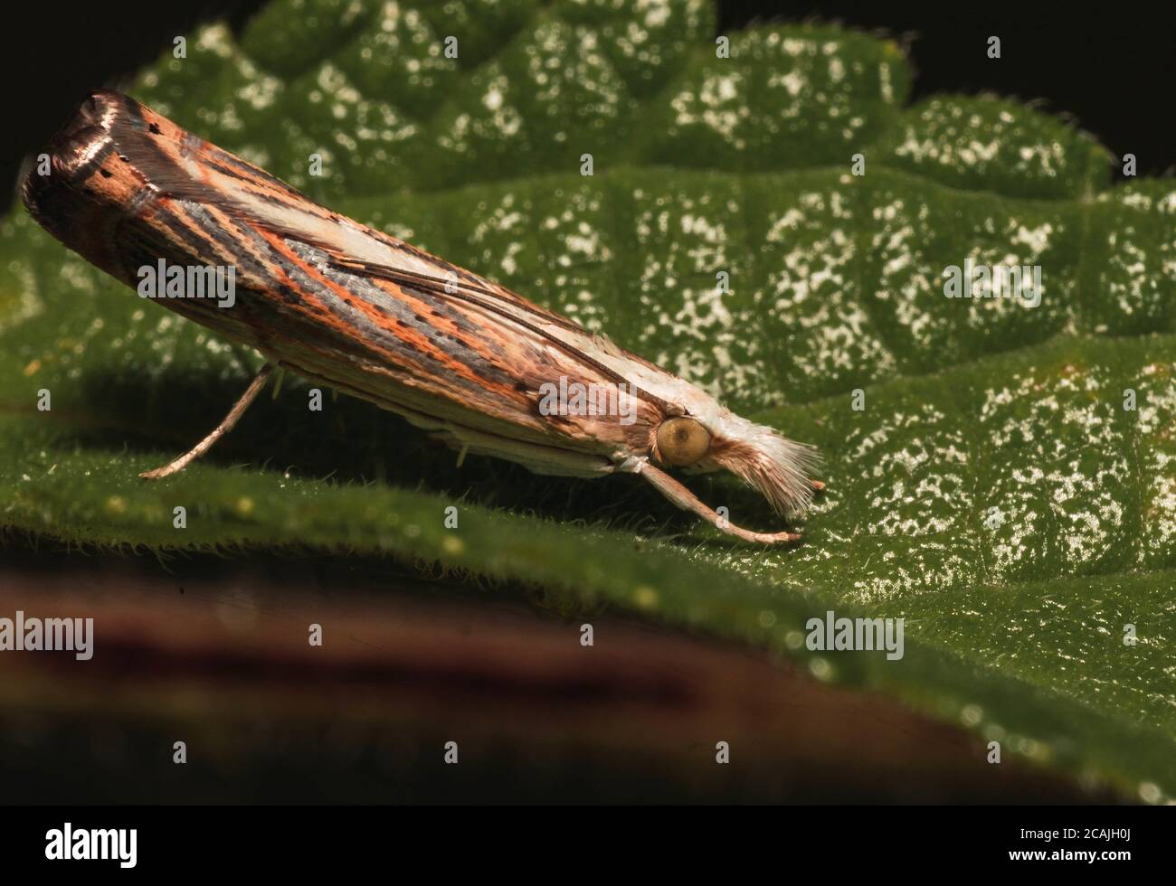 Closeup shot of Isophrictis striatella on the tree leaf Stock Photo - Alamy