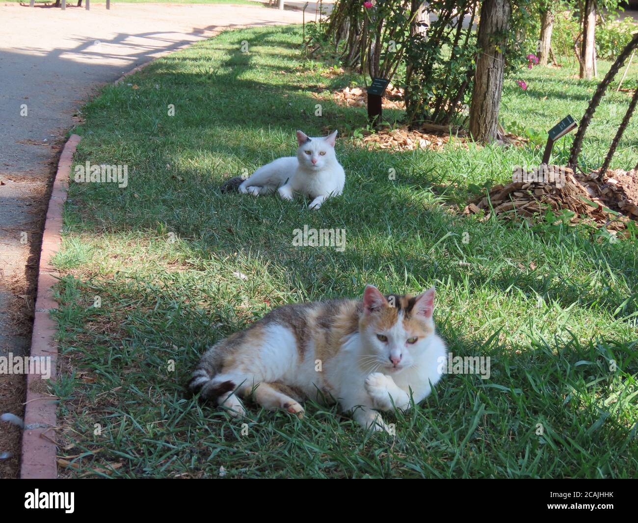Cats with roses hi-res stock photography and images - Alamy