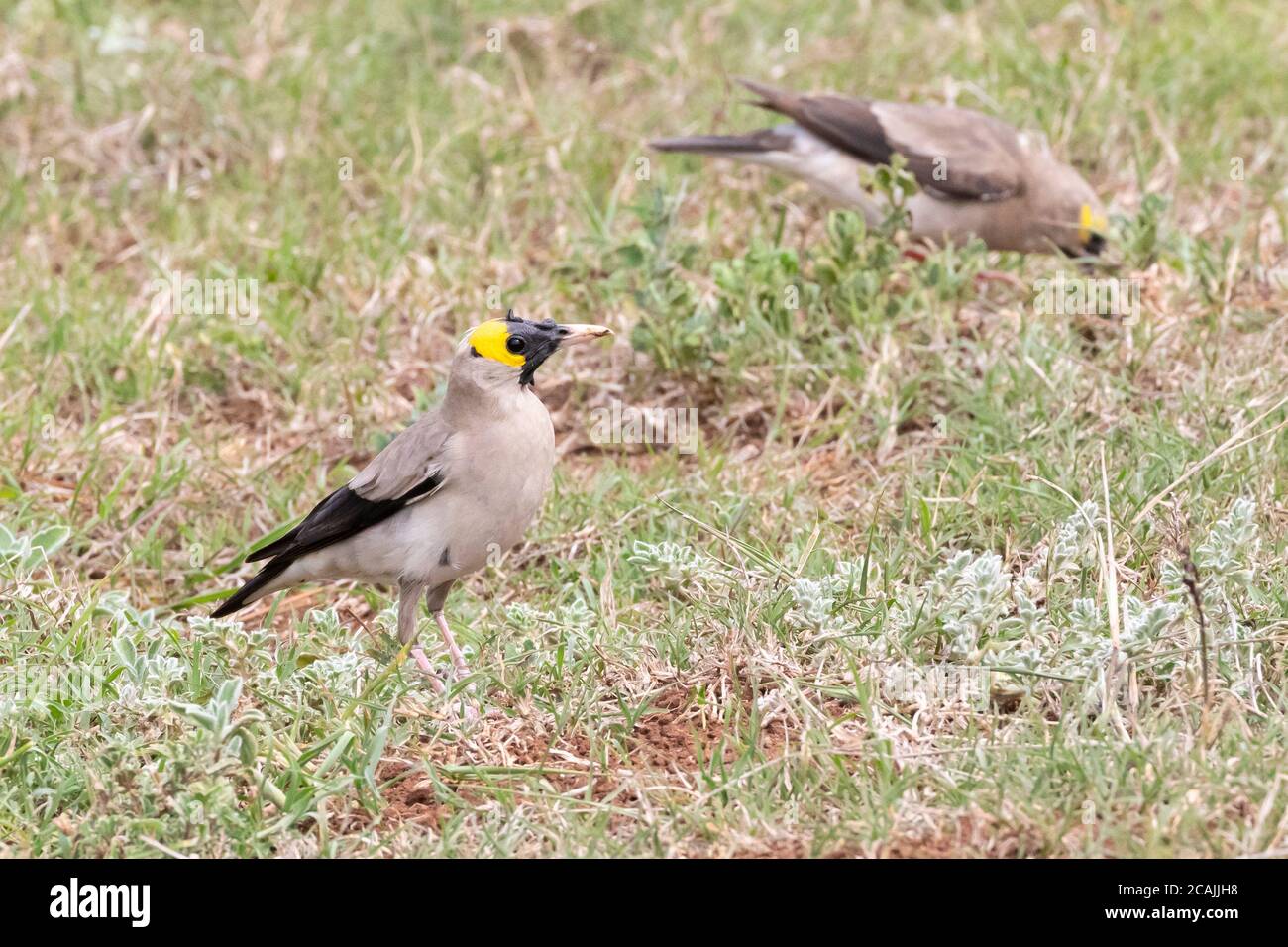 Wattled Starling (Creatophora cinerea) Eastern Cape, South Africa Stock ...