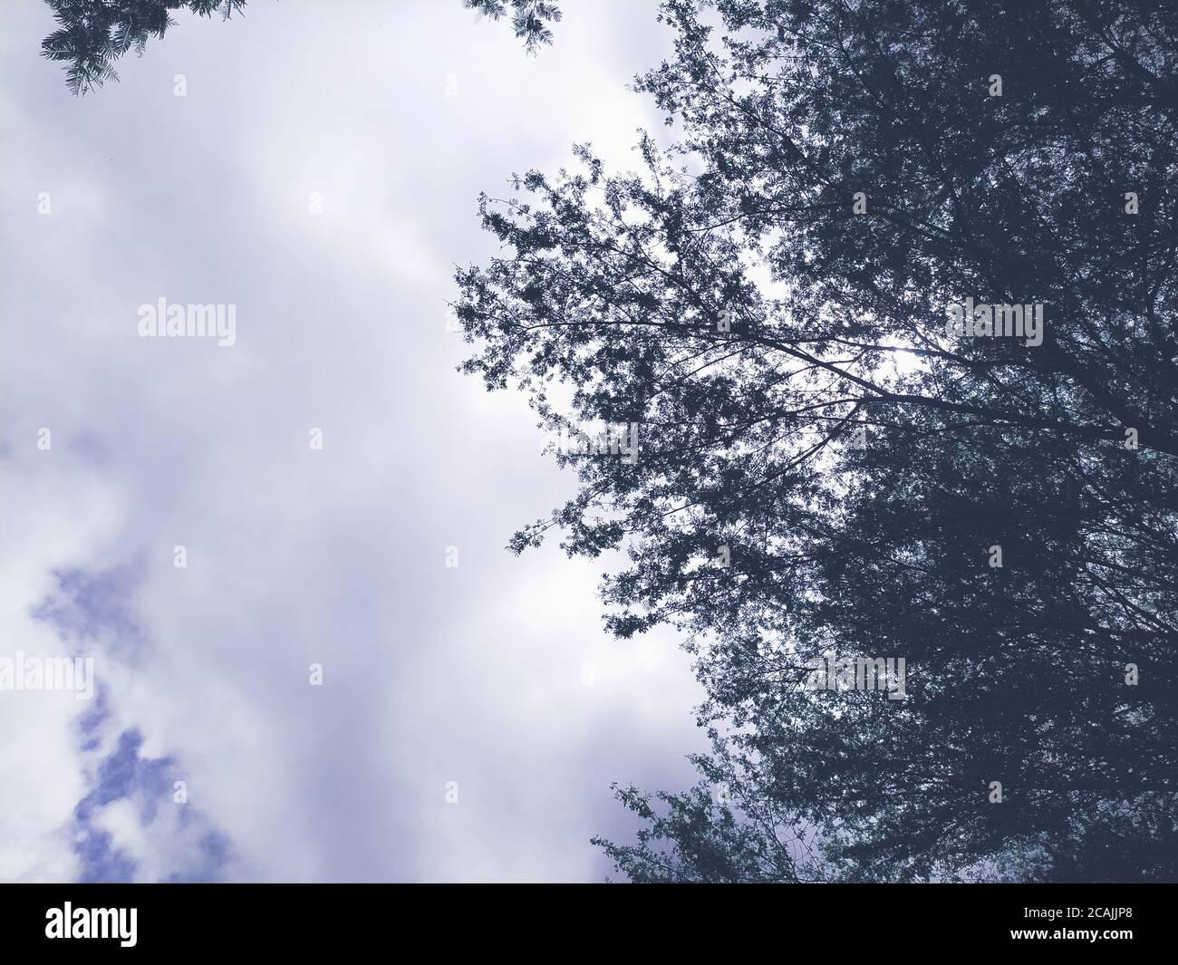 Clouds in sky wind tree of horizon beautiful scapes Stock Photo - Alamy