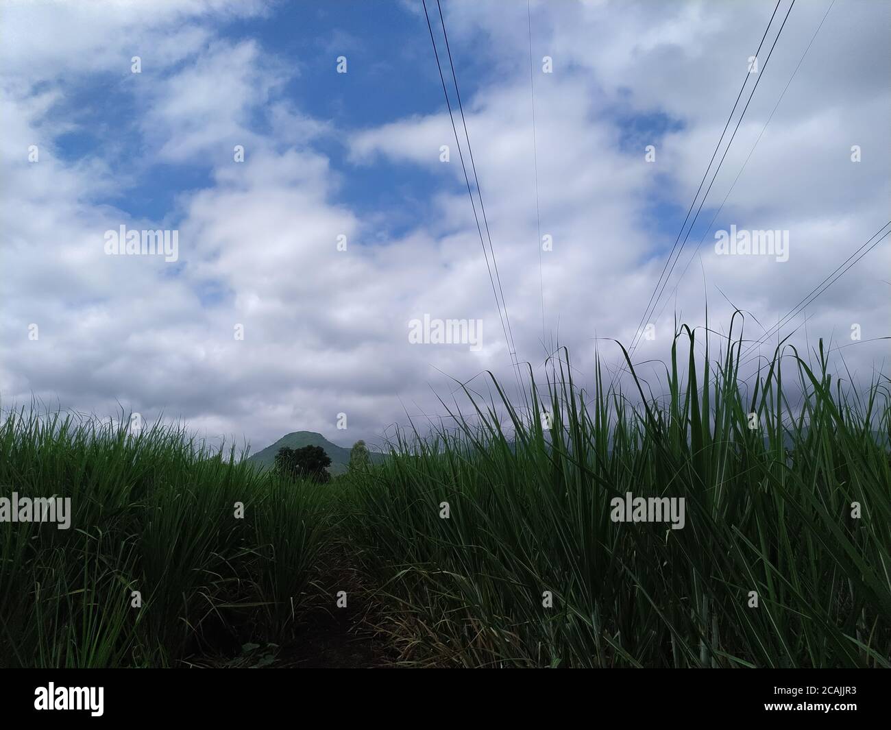 Clouds in sky wind tree of horizon beautiful scapes Stock Photo - Alamy