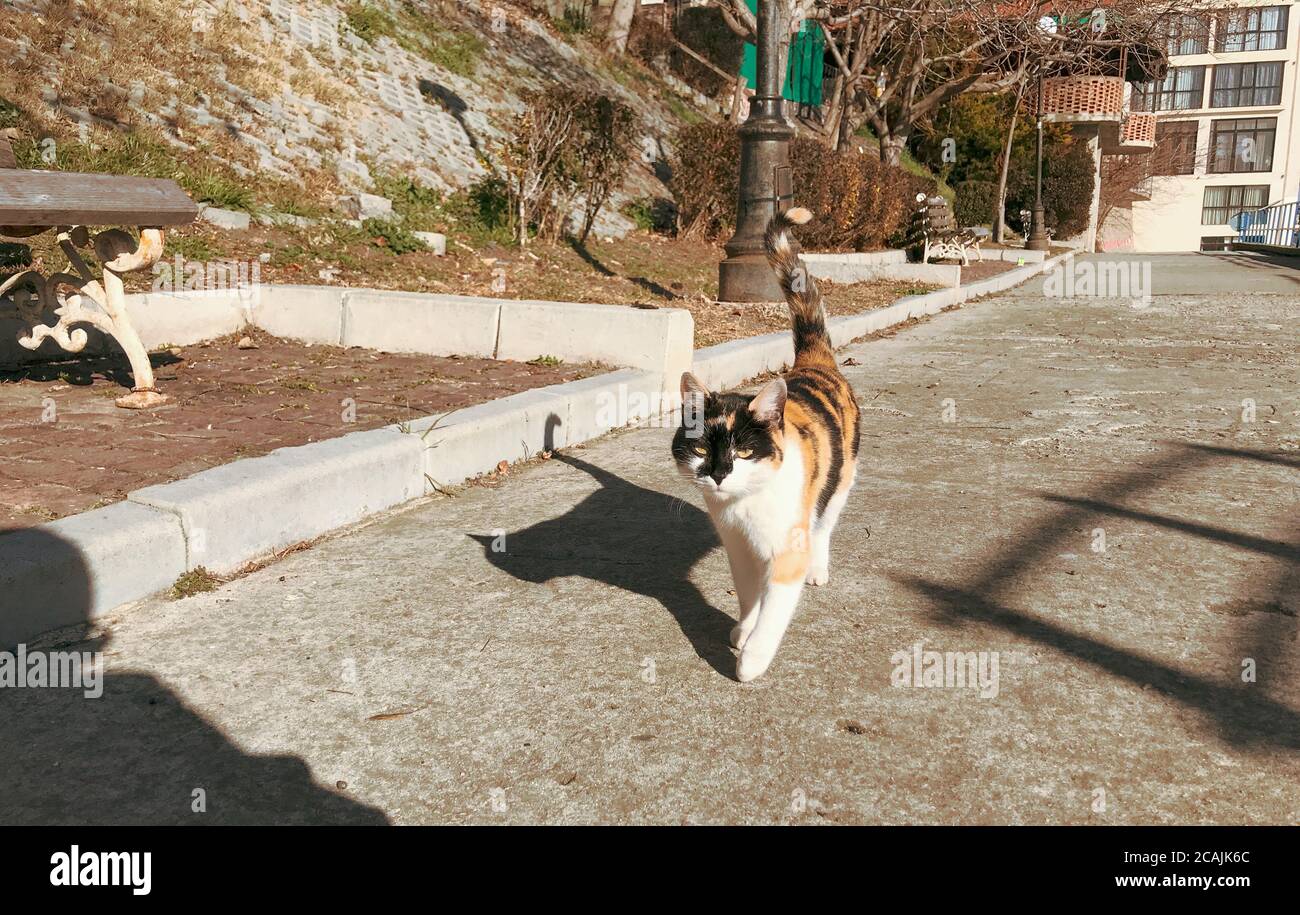 Adorable and colourful furry stray cat walking in the street Stock ...