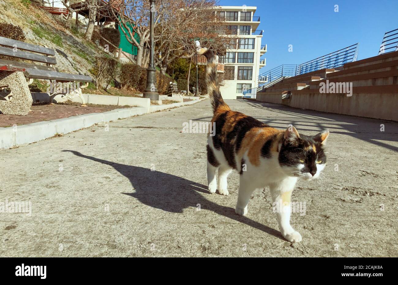 Adorable and colourful furry stray cat walking in the street Stock ...