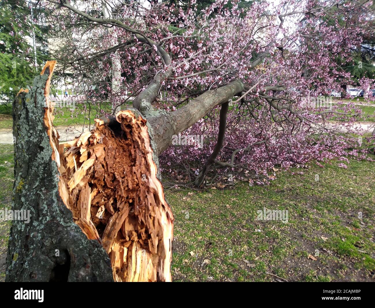 Trees uprooted and broken after a fairly intense storm with strong wind ...