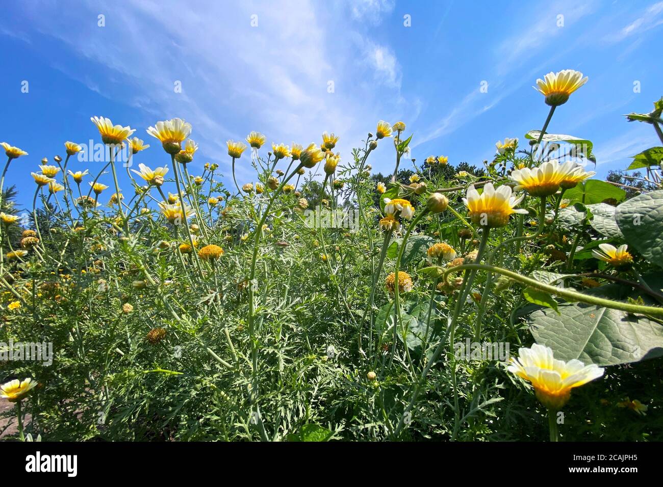 Long herb hi-res stock photography and images - Alamy