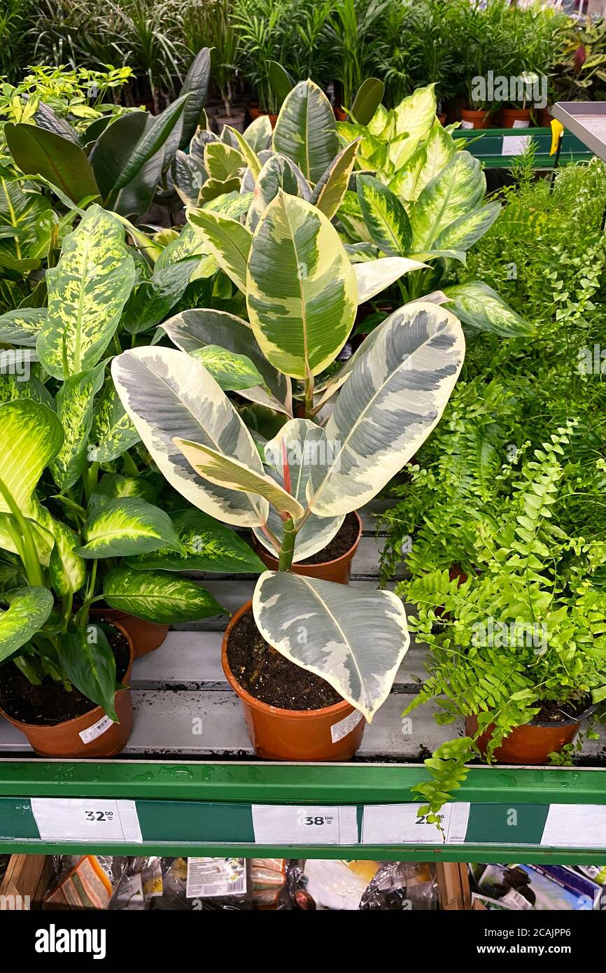 Ficus elastica. Houseplants in pots in garden shop. Green plants is ...