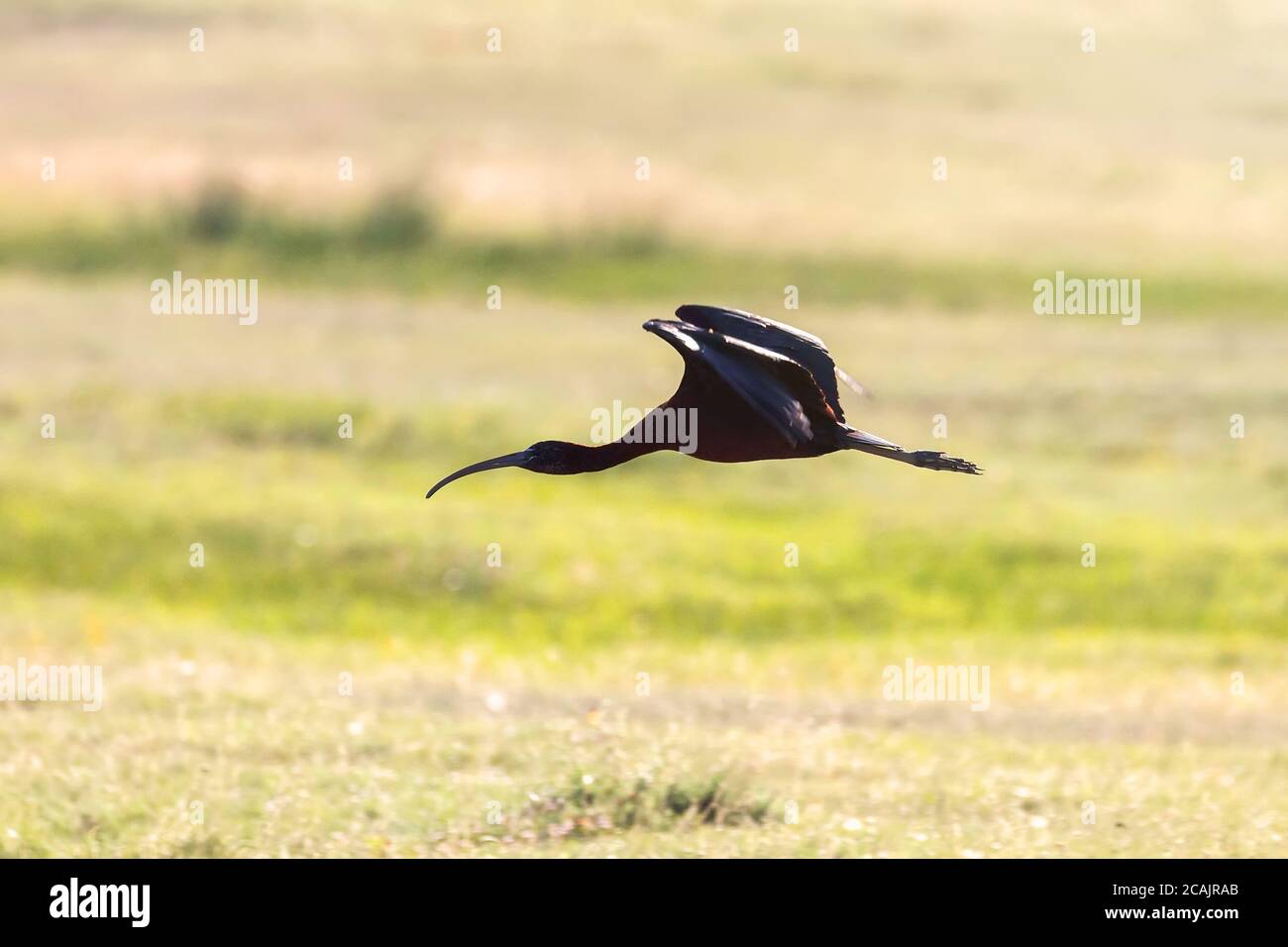 Glossy Ibis in Flight (Plegadis falcinellus Stock Photo - Alamy