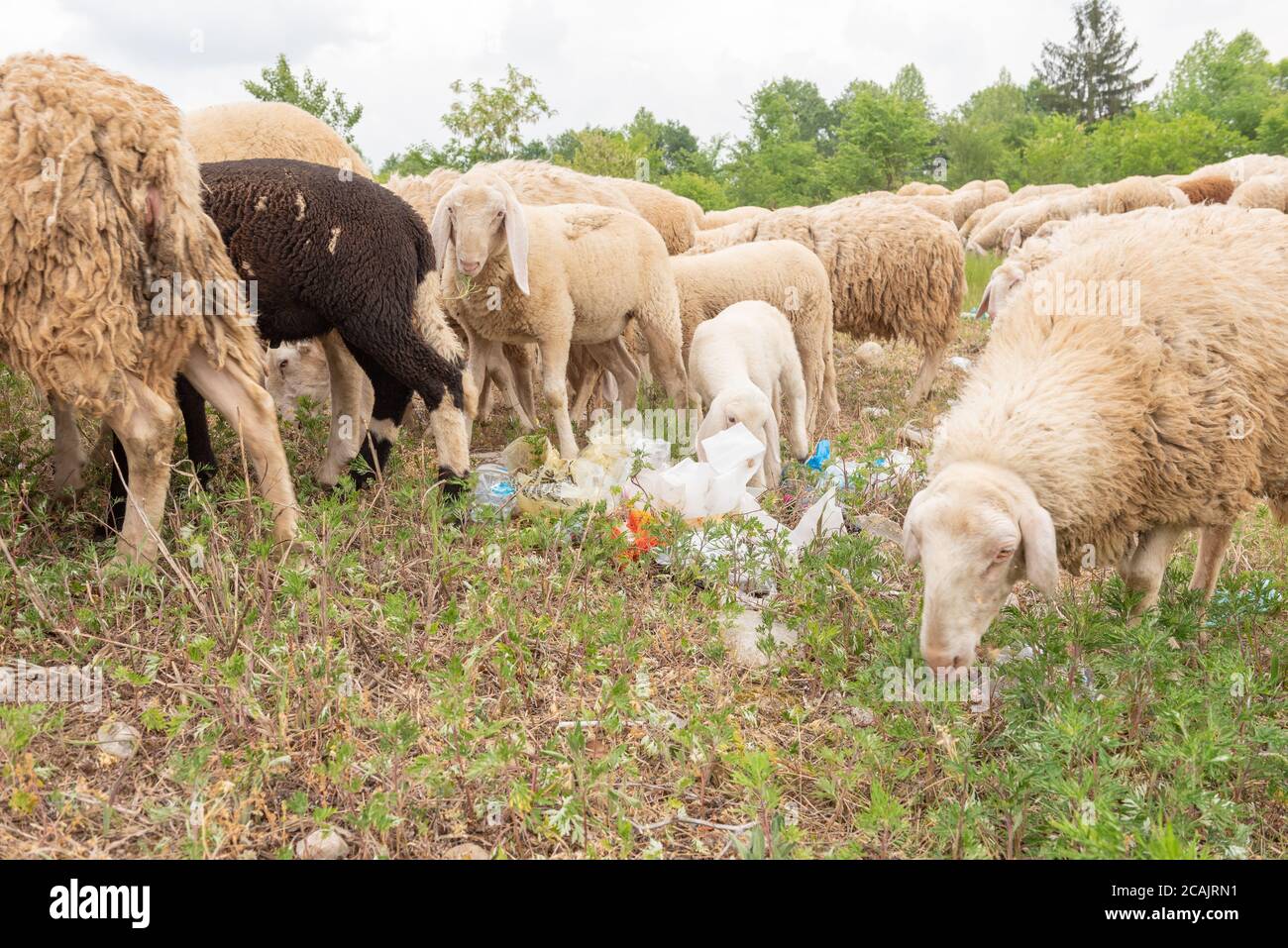 Sheep grazing in a meadow full of garbage. Concept of environmental ...