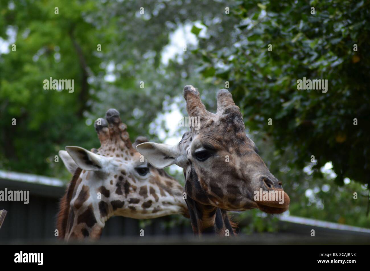 Giraffids hi-res stock photography and images - Alamy