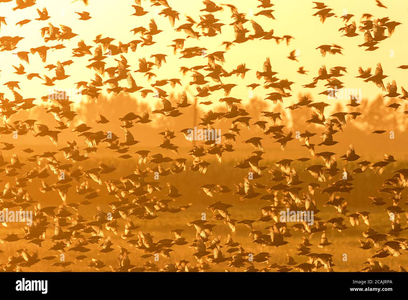 Invasive species team hi-res stock photography and images - Alamy