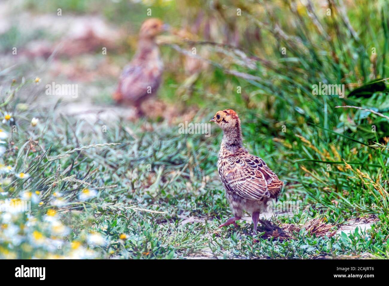 Pheasant Chick in a Field of Grass (Phasianus colchicus Stock Photo - Alamy